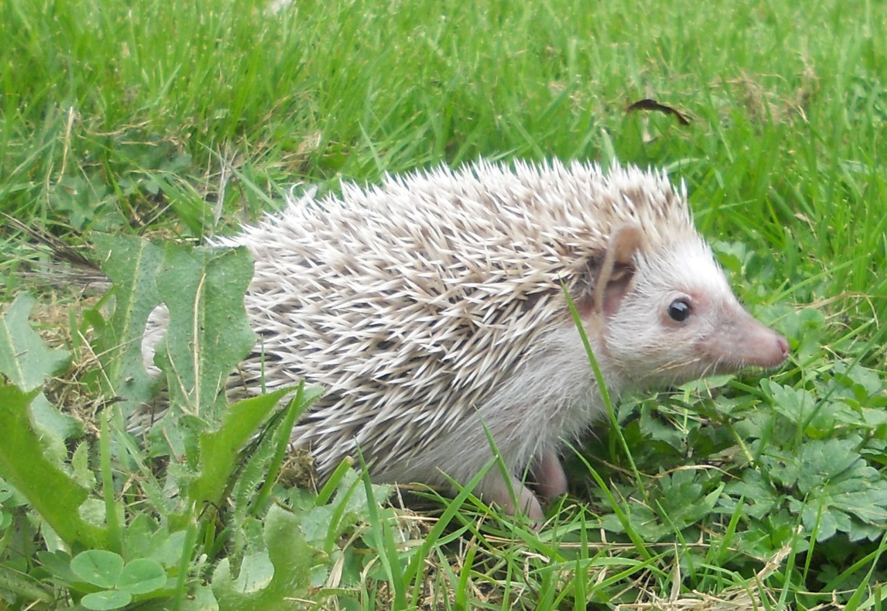 Sobre el Erizo de Tierra :: La Púa Blanca